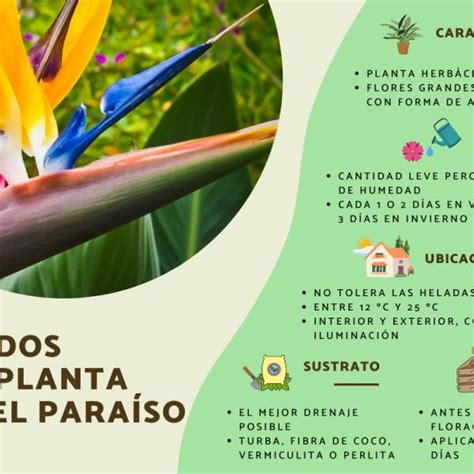 Details Imagen Tipos De Aves Del Paraiso Plantas Abzlocal Mx