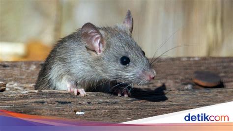 Digigit Tikus Apakah Berbahaya Ini Efek Dan Pertolongan Pertamanya