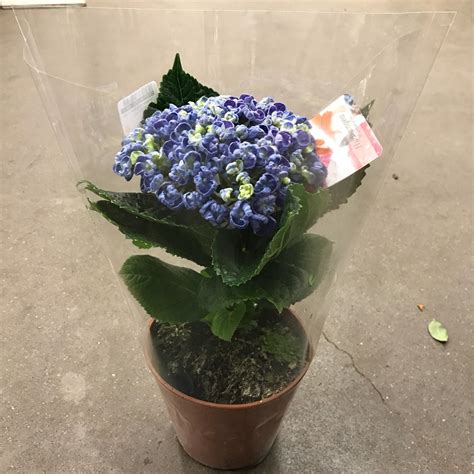 Гортензия Кудрявая Синяя 1шар в горшке купить в Москве