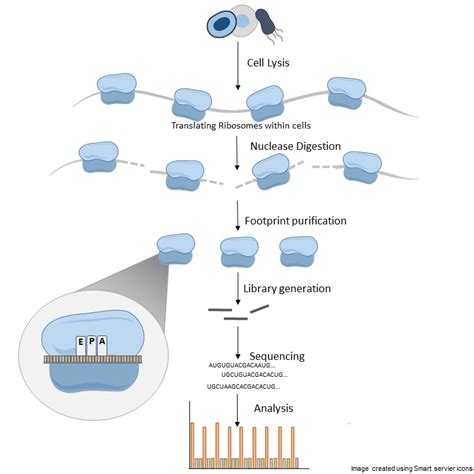 ribosome profiling eirna bio