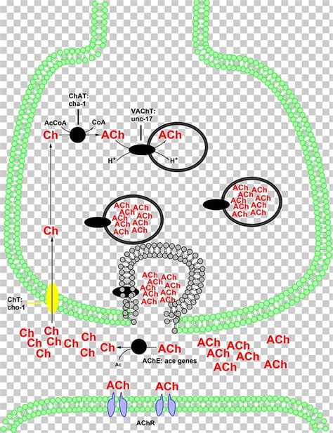 Choline Acetyltransferase