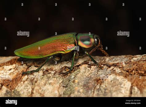 Euchroma Gigantea Buprestidae Jewel Beetle Coleoptera Exotic Insects Large Buprestid Beetle