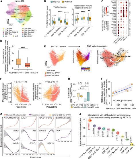 Identification Of Progenitor Like Cd8 Tex Cells A Sub Clustering Of