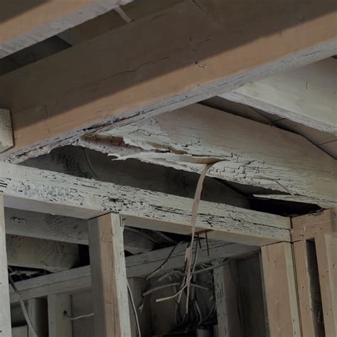 Treating Termites In Ceiling Shelly Lighting