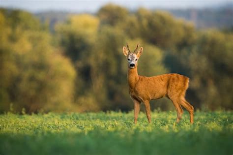 Premium Photo Roe Deer Standing On Grassland In Summer With Copy Space