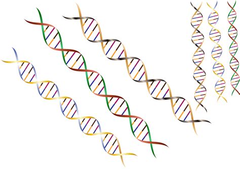 Dna Dna Streng Helix · Gratis Vektor Grafik På Pixabay