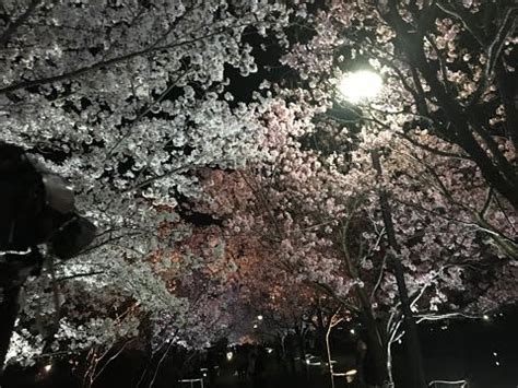 衝撃狭山池周辺が見ごろ夜桜最終日 花見なら狭山池 桜はさくらでサクラ 狭山池公園桜まつり 2017年狭山池さくら開花 ライトアップ最終日です