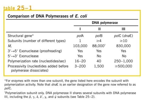 DNA Replication And Repair Final Questions Flashcards Quizlet