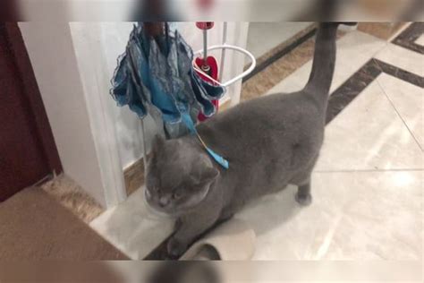 每次出门家里的猫咪就会来门口送主人出门，太感人了！猫咪主人