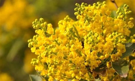 Festa Donna 8 Marzo Frasi D Auguri Immagini WhatsApp Ed Eventi A