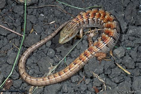 Ccgp — Elgaria Multicarinata Southern Alligator Lizard