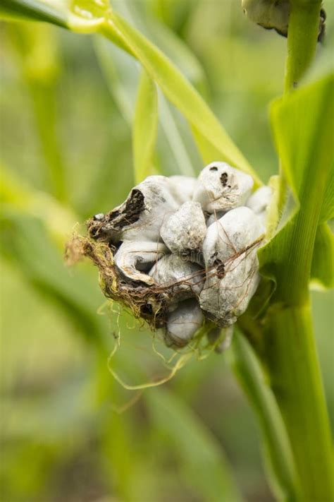 Huitlacoche Corn Edible Fungus Traditional Mexican Dish Stock Image