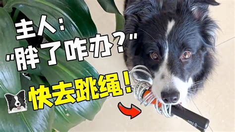边牧已经会察言观色了，就差个开口说话｜西卡船长 Youtube