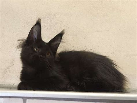 À vendre un chaton femelle Maine Coon LOOF Petite Annonce chat