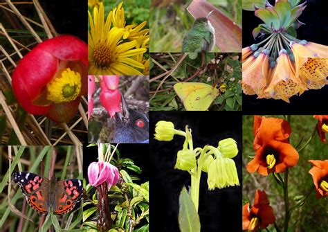 Flora Y Fauna Del PerÚ Flora Del PerÚ