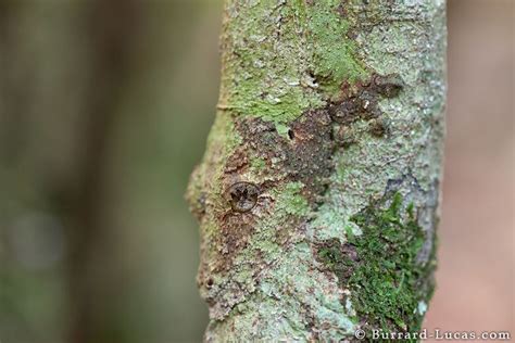 Uroplatus Alchetron The Free Social Encyclopedia