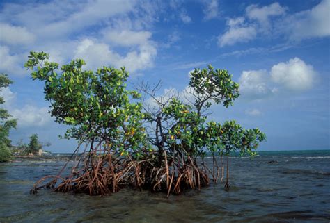 Red Mangrove Images Browse Stock Photos Vectors And Video Adobe Stock
