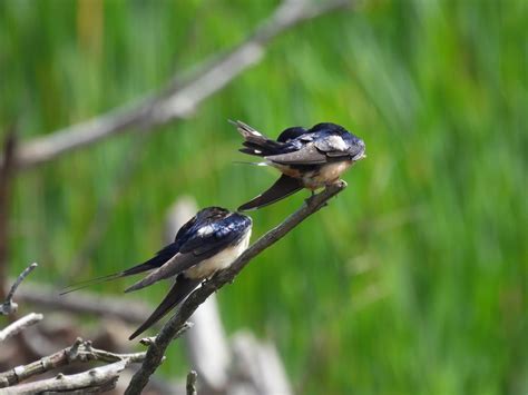 Doubled Up Tree Swallows Rbirdbutts