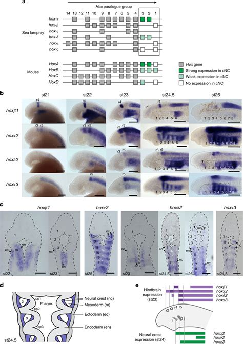 Embryonic Time Course Showing Expression Of Hox Genes In The Lamprey
