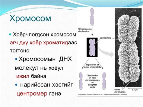 Litsei Sur Cell Cycle 2hicheel
