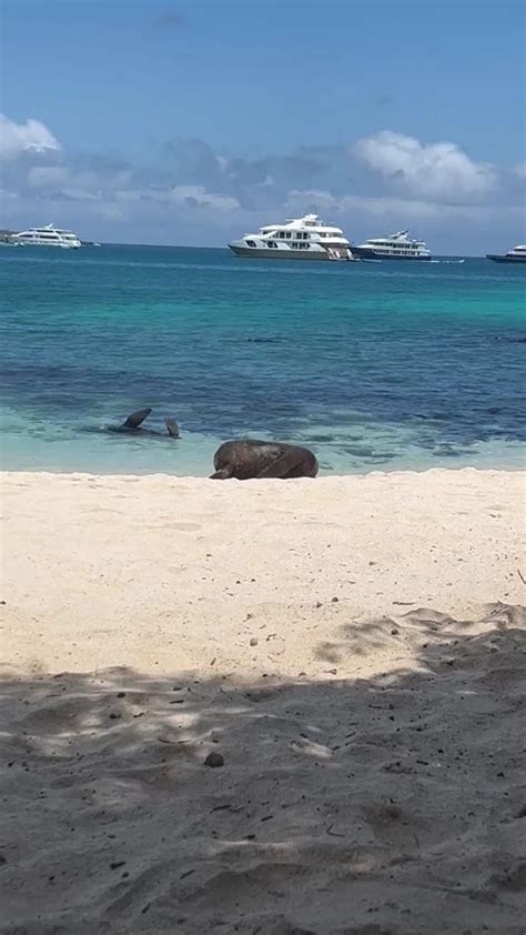 Lazy Seal Rolls Back To The Water Galap Stock Video Pond5