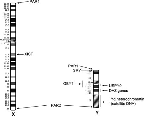 Sex Chromosomes And Sex Chromosome Abnormalities Clinics In