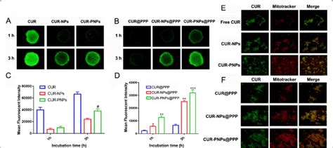 Tumor Spheres Penetration And Mitochondrial Co Localization Of
