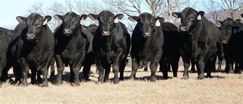 Largest Cattle Ranch In Oklahoma Cattle Drives In The United States