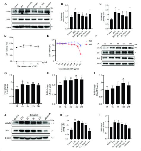 Ir Ameliorates Uc In Mice By Regulating Osm Osmr Pathway A The