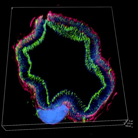 3d Tissue Reconstruction