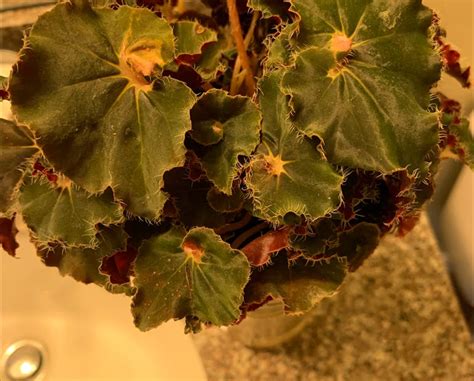 Why Is My Tuberous Begonia Not Doing Well