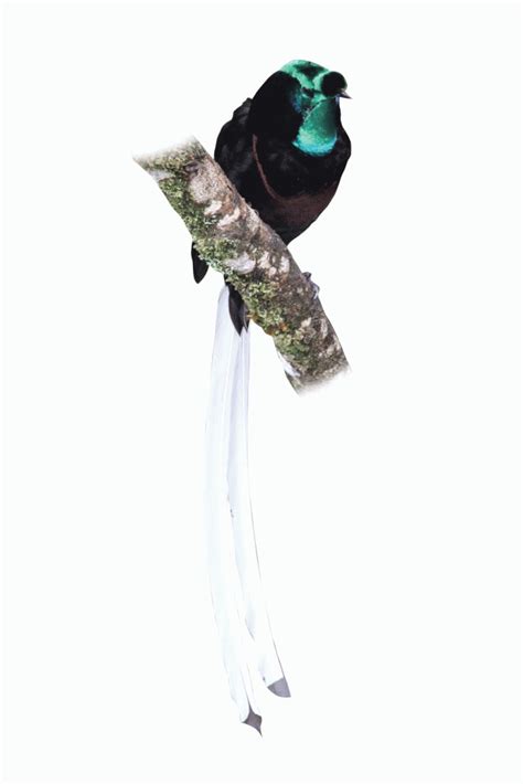 Ribbon Tailed Astrapia Sawan Books