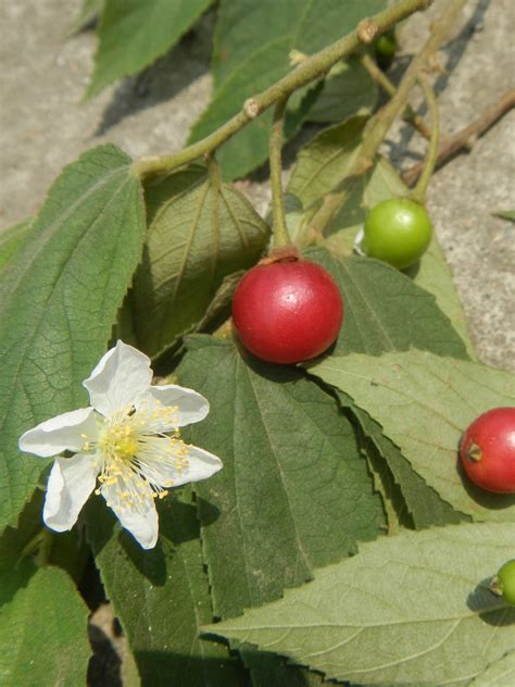 Flowering Plants For Your Philippine Tropical Garden Joe Philippines
