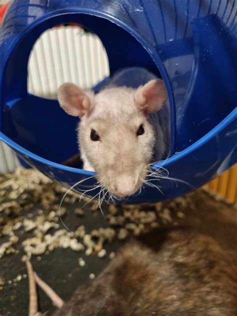 My Fave Patchy Girl Pepper Looks Like She Has Eye Brows 👀 R Rats