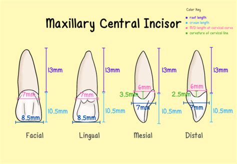 Incisors My Dental Key Incisors My Dental Key