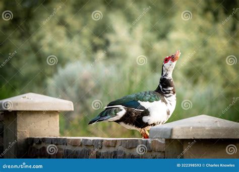Strange Looking Duck With Red Face Making Noise Stock Image Image Of
