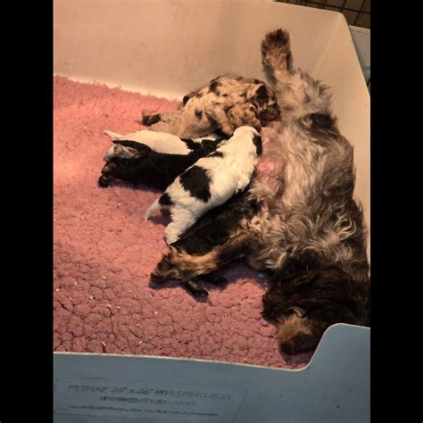 Cockapoo Sale Mystole Kent Gorgeous Show F1b Cockapoo Puppies Licenced Domestic Breeeder