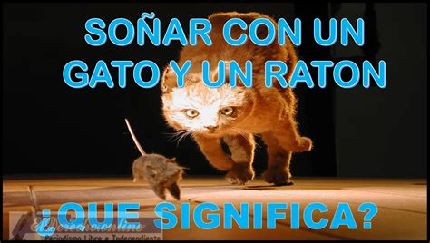 Sonar Con Un Gato Y Un Raton Que Significa Este Sueno 🥇 El Derecho