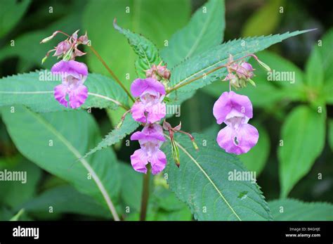 Are Balsam Flowers Edible At Keith Criswell Blog