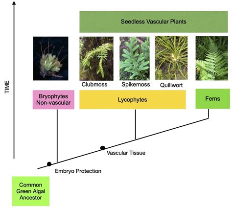 Seedless Vascular Plants Boundless Biology