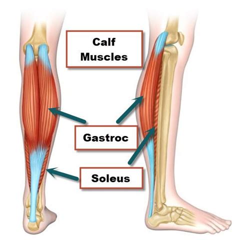 Human Lower Leg Anatomy