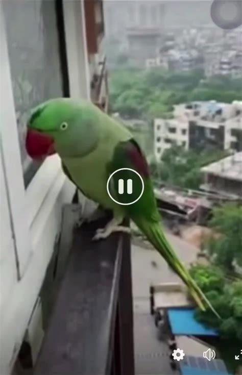 အပြင်ထွက်ချင်တိုင်း ထွက်ပြီး အိမ်တံခါး မဖွင့်ပေးသောအခါ ကြက်တူရွေး လေး