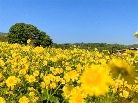 🌼 ทุ่งดอกเก๊กฮวย ณ โครงการหลวงดอยสะโง้ 🌼 ปักหมุดเมืองไทย