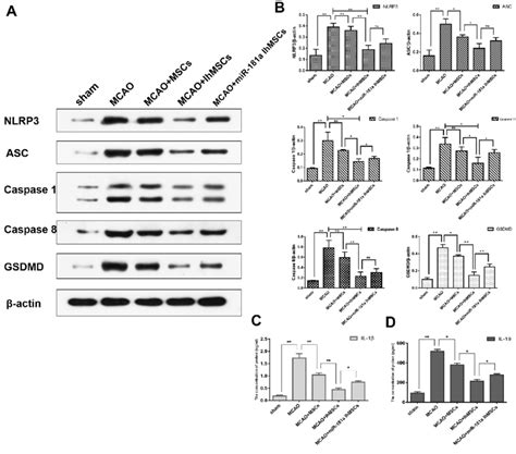 Ihom Mscs Transplantation Attenuates Pyroptotic Cell Death After