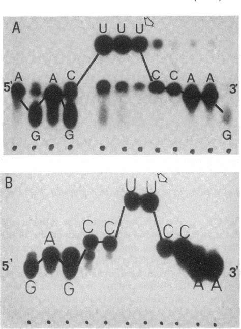 Figure 2 From The Nucleotide In Position 32 Of The Trna Anticodon Loop Determines Ability Of