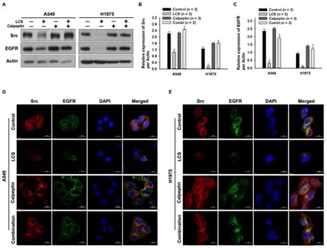Calcium Mediated Destabilization Of Src And Epithelial Growth Factor