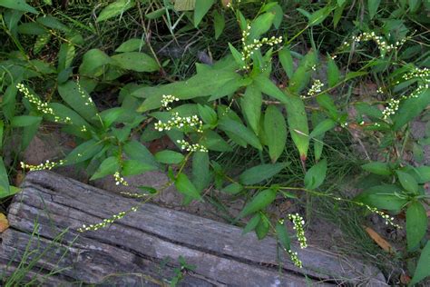 Persicaria Punctata Polygonum Punctatum Water Knotweed Flickr