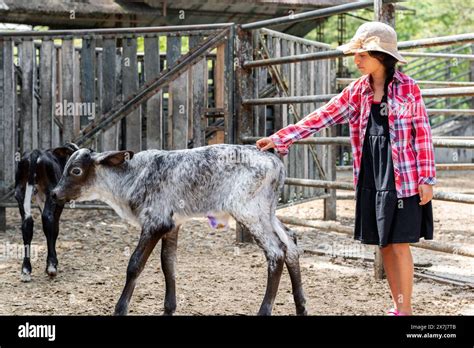 Latina Peasant Girl Touching Little Calfs Tail As It Walks Away From