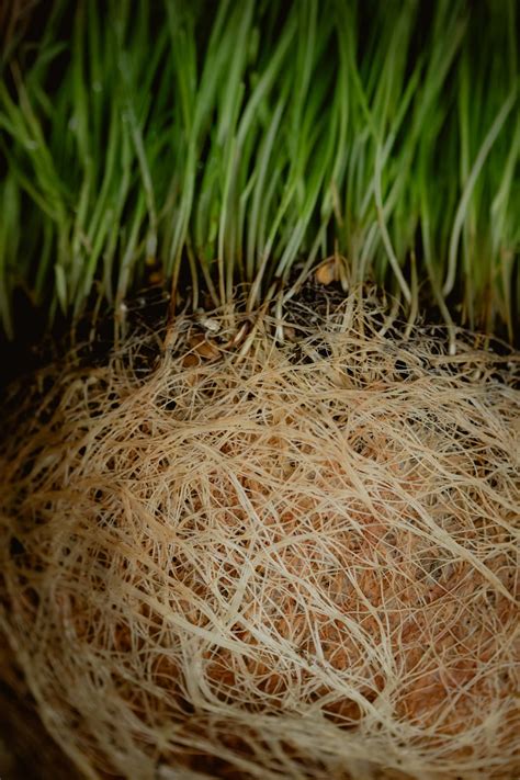 Free Picture Close Up Of Wheat Roots And Leaves Sapling