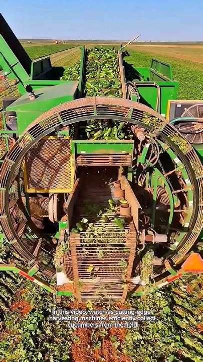 Cutting Edge Harvesting Machines Efficiently Collect Cucumbers Shorts